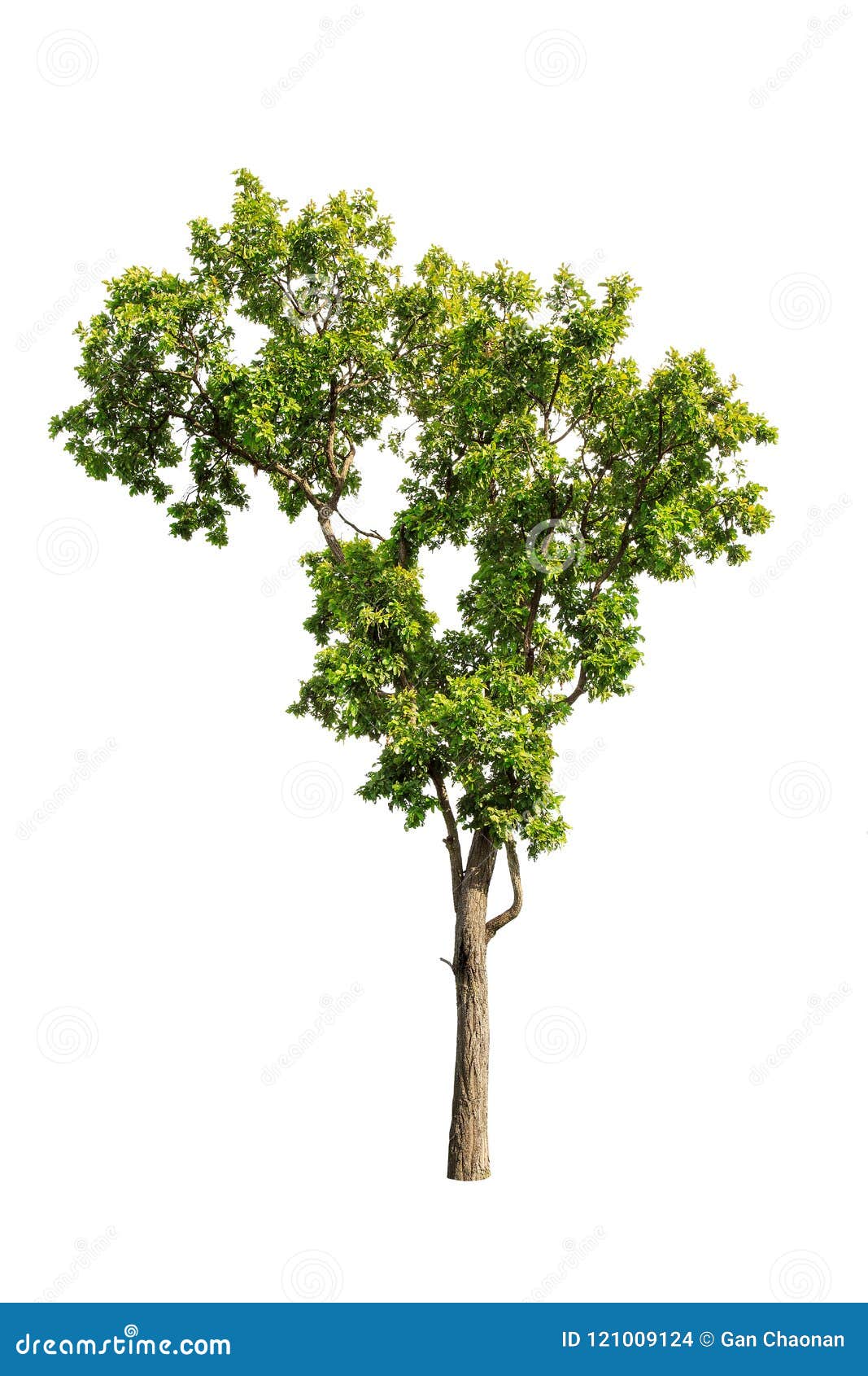 Isolated Big Tree on White Background. Stock Photo - Image of leaf ...