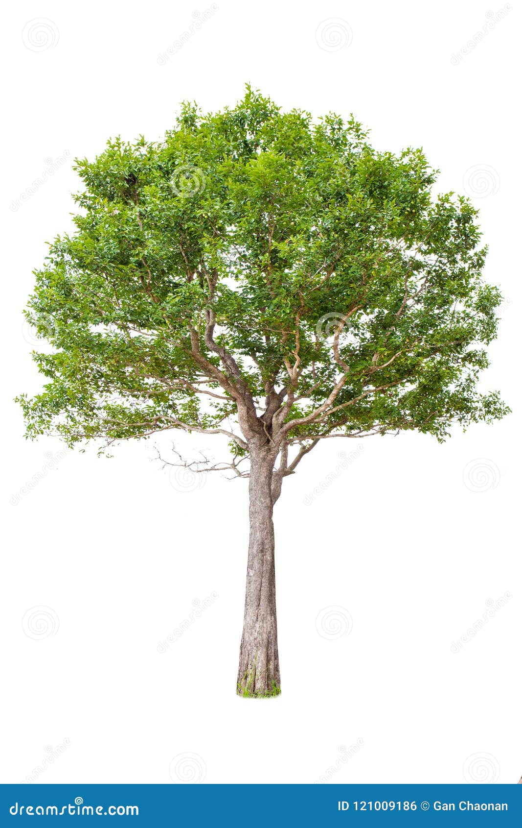 Isolated Big Tree on White Background. Stock Photo - Image of jungle ...