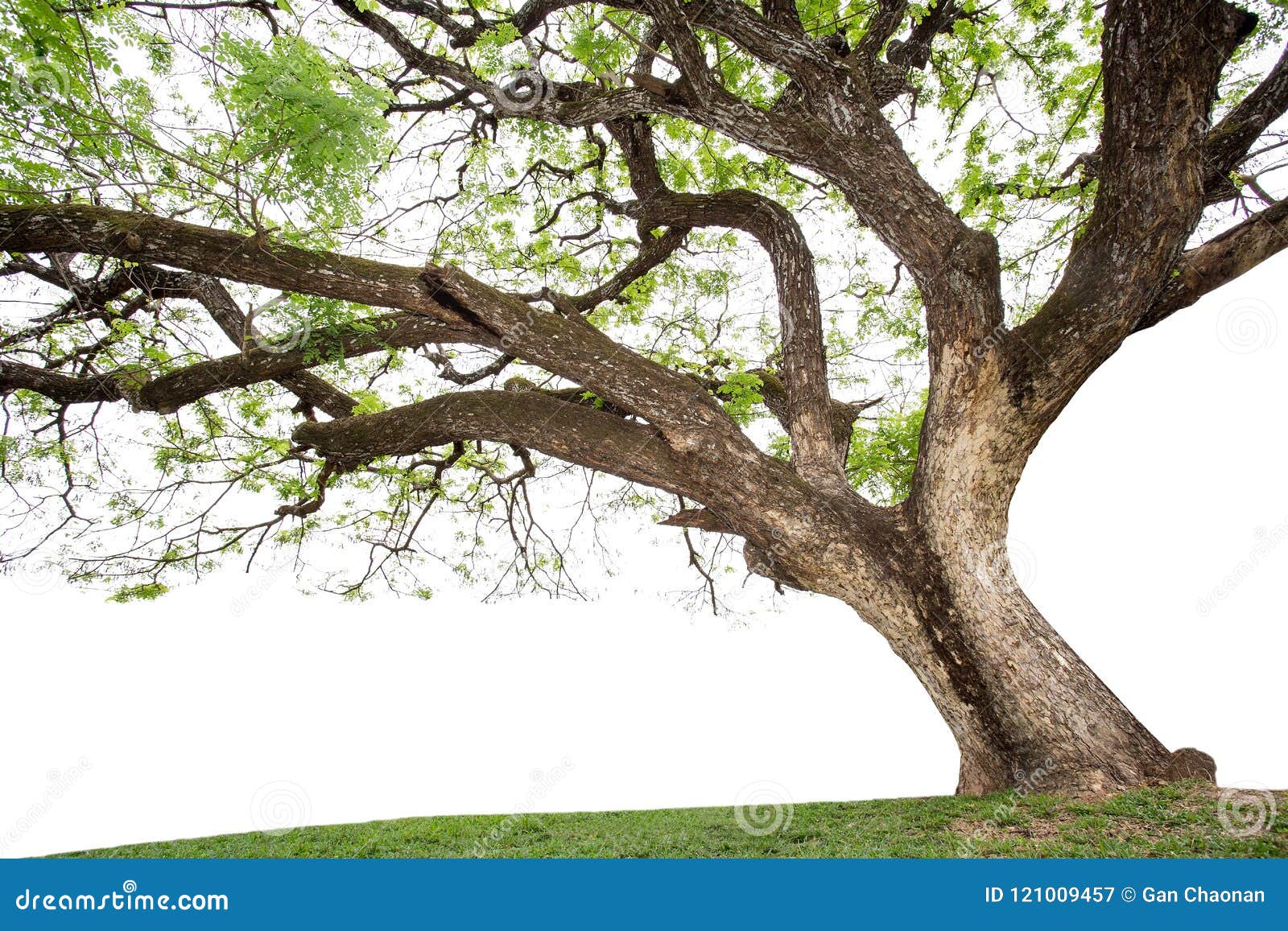 Isolated Big Tree on White Background. Stock Image - Image of jungle ...
