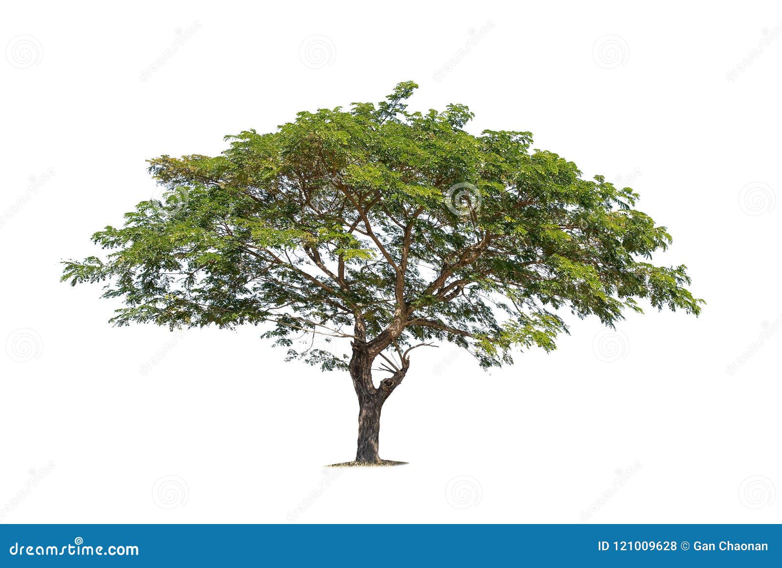 Isolated Big Tree on White Background. Stock Photo - Image of isolated ...