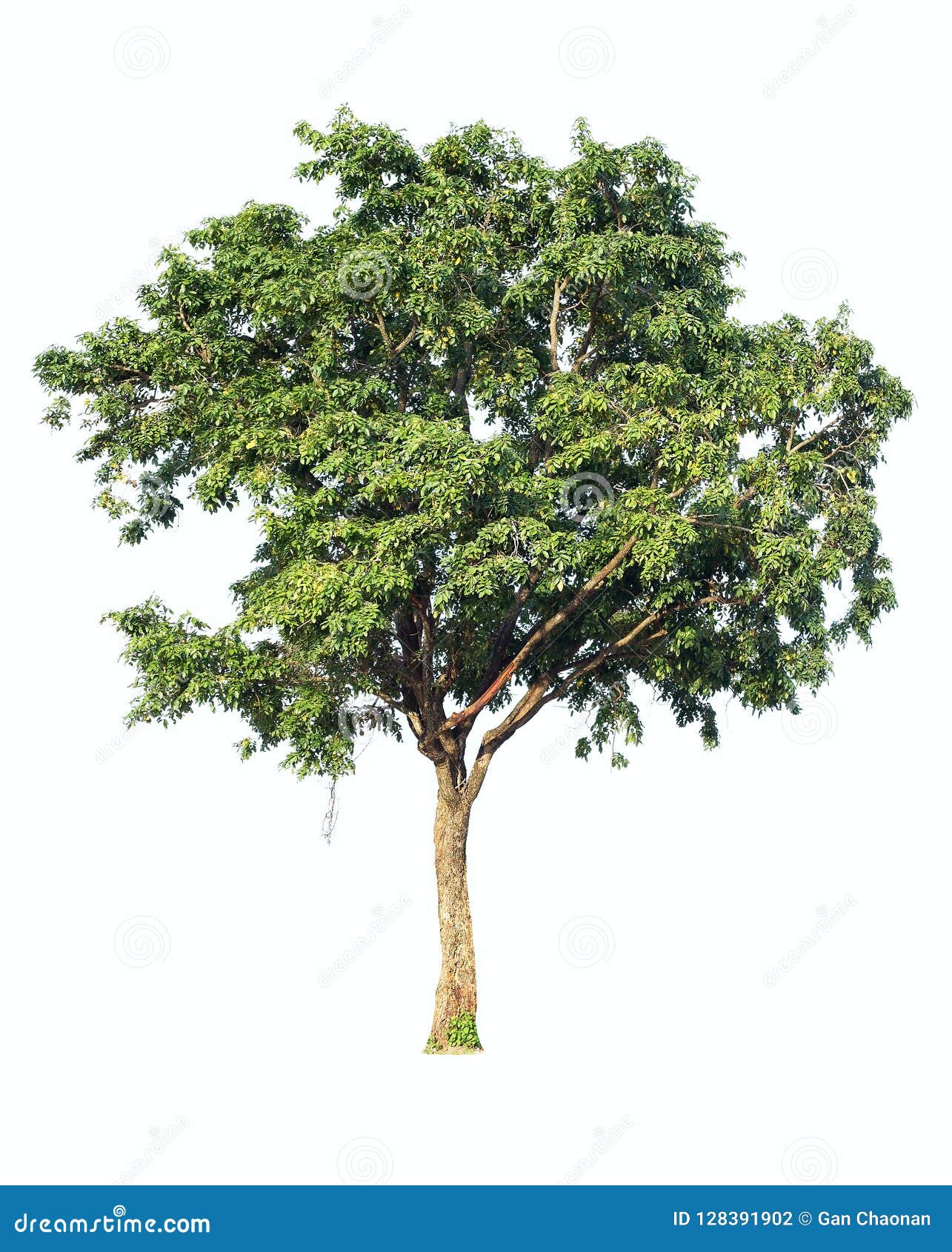 Isolated Big Tree on White Background. Stock Photo - Image of database ...