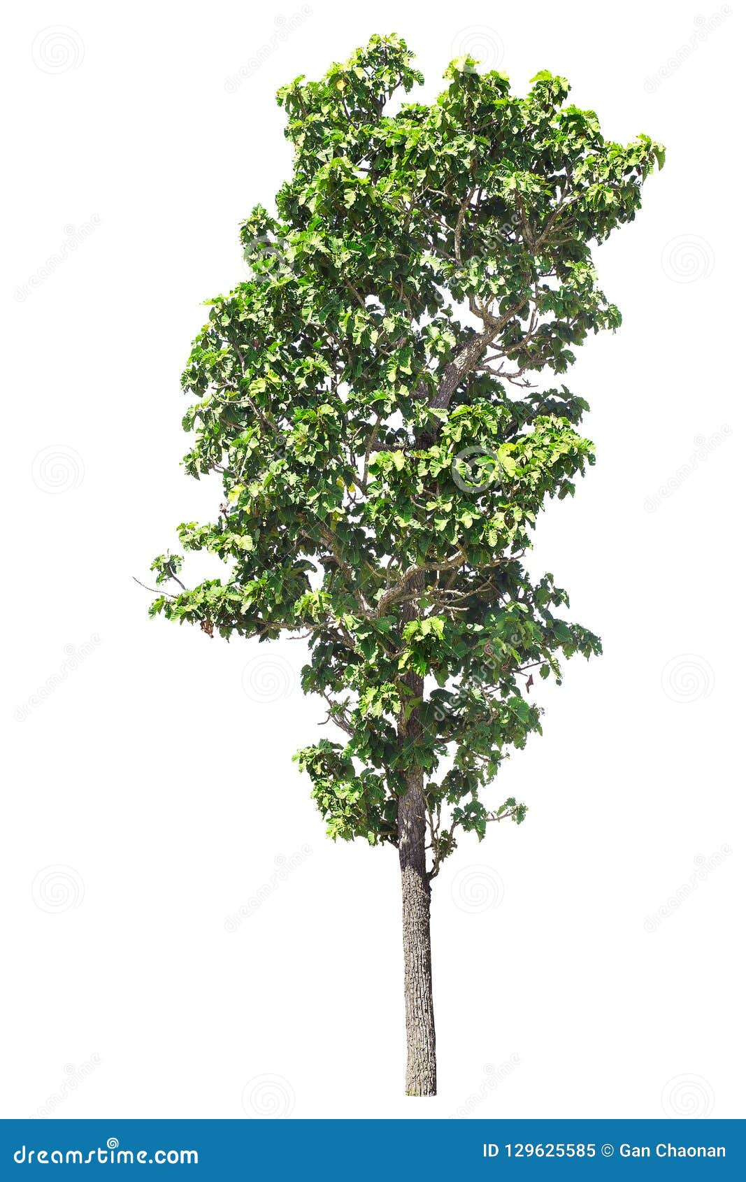 Isolated Big Tree on White Background. Stock Image - Image of abstract ...