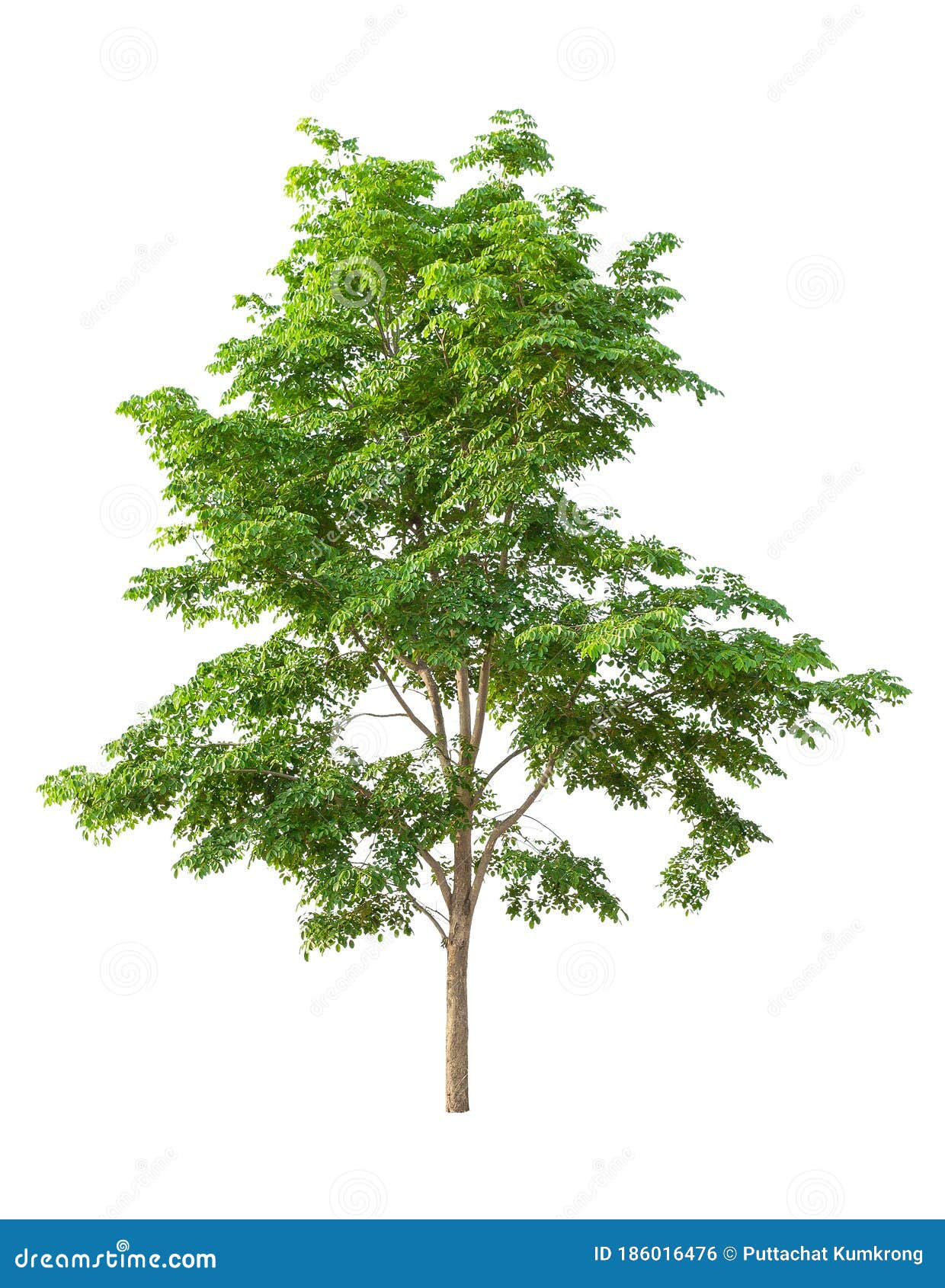 Isolated Big Tree on White Background. Large Trees Database Botanical ...