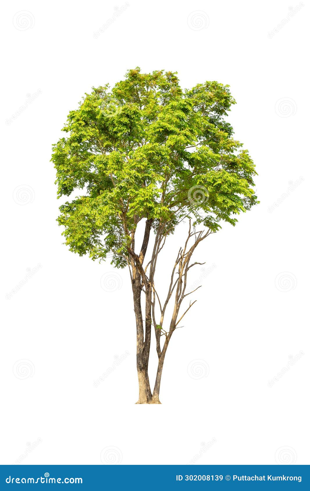 Isolated Big Tree on White Background. Large Trees Database Botanical ...