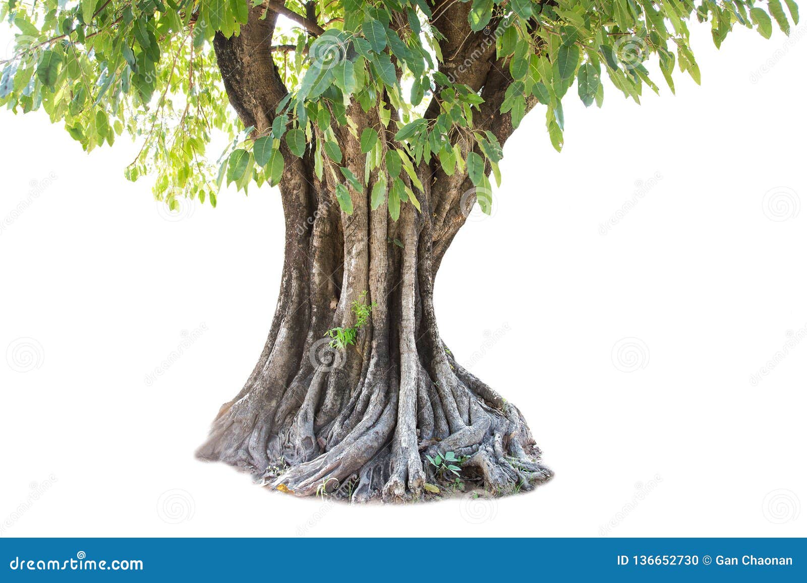 Isolated Big Tree on White Background Stock Photo - Image of greenery ...