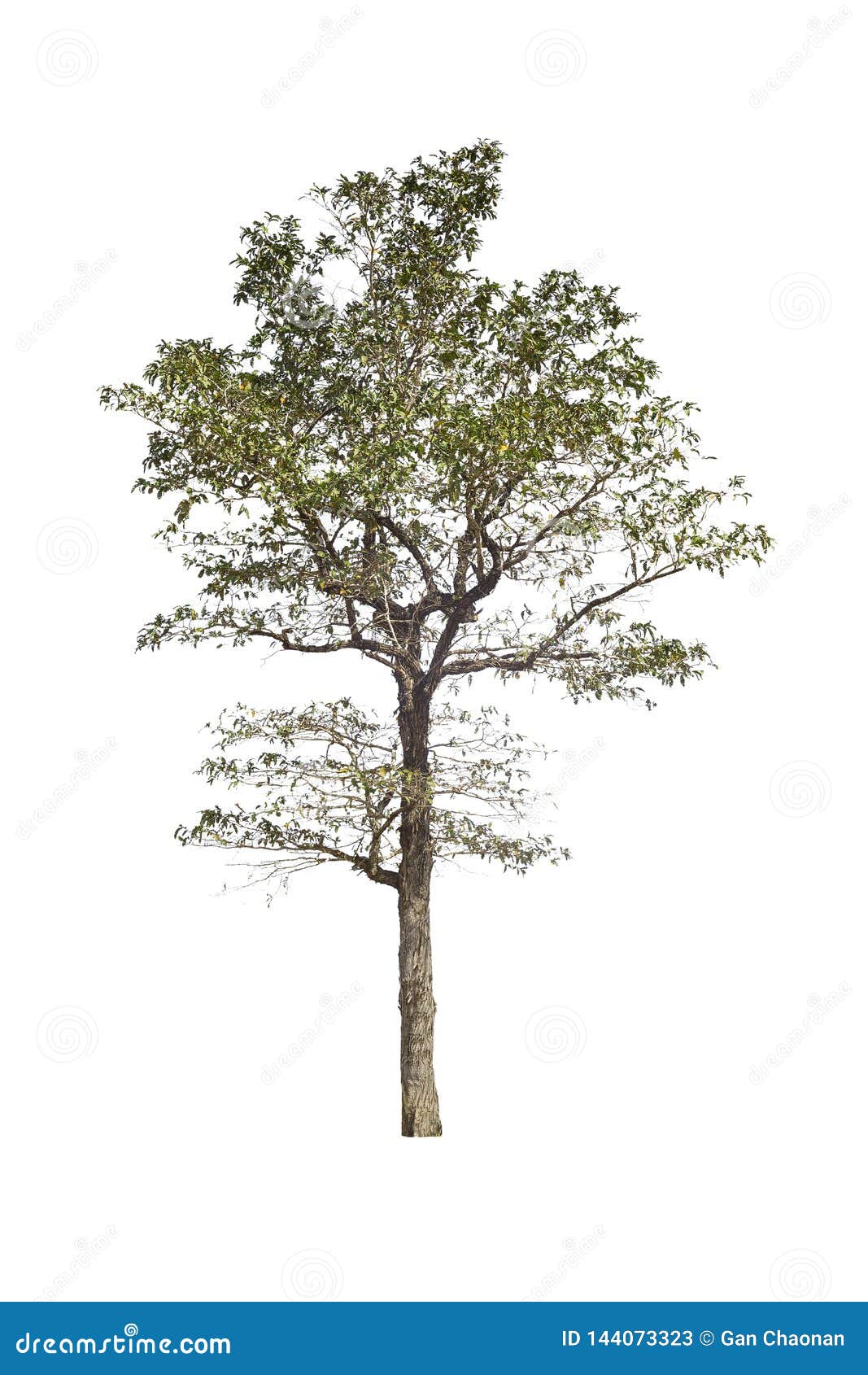 Isolated Big Tree on White Background Stock Image - Image of garden ...