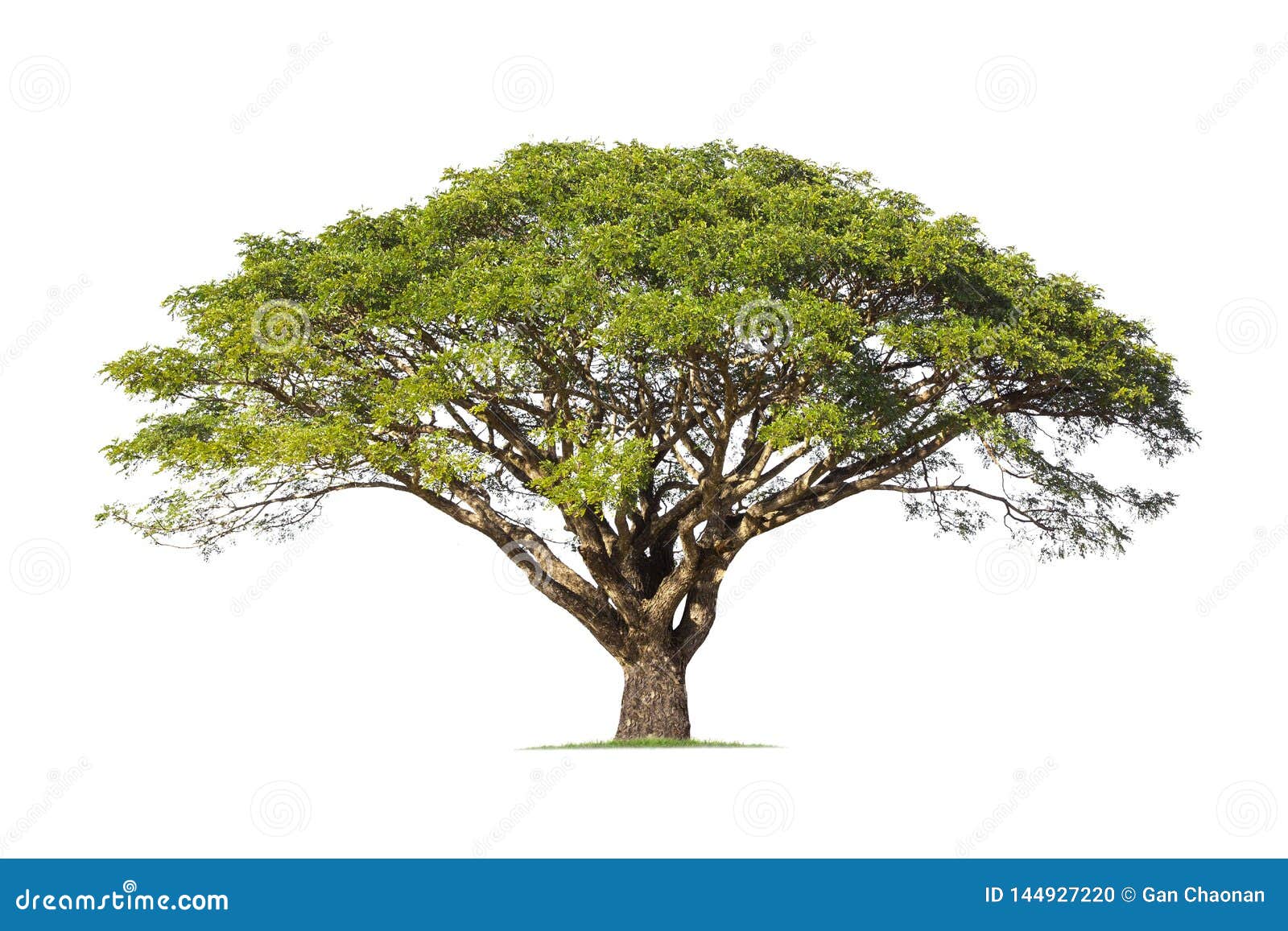 Isolated Big Tree on White Background Stock Photo - Image of life ...