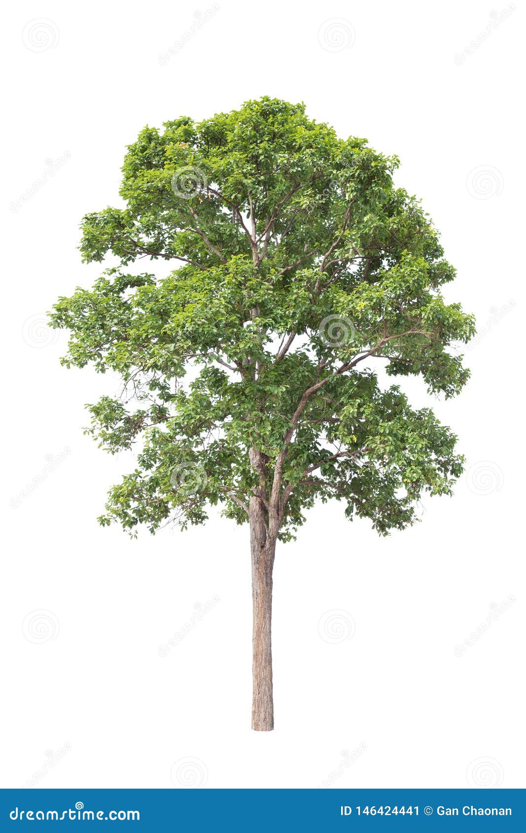 Isolated Big Tree on White Background Stock Image - Image of elements ...