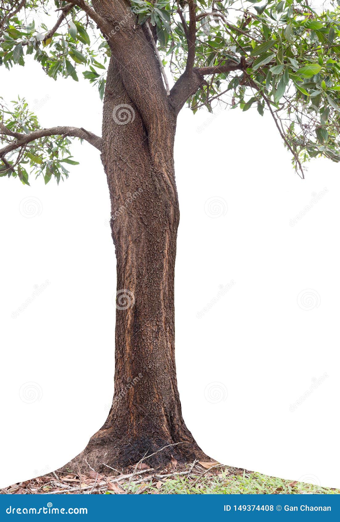 Isolated Big Tree on White Background Stock Photo - Image of isolate ...