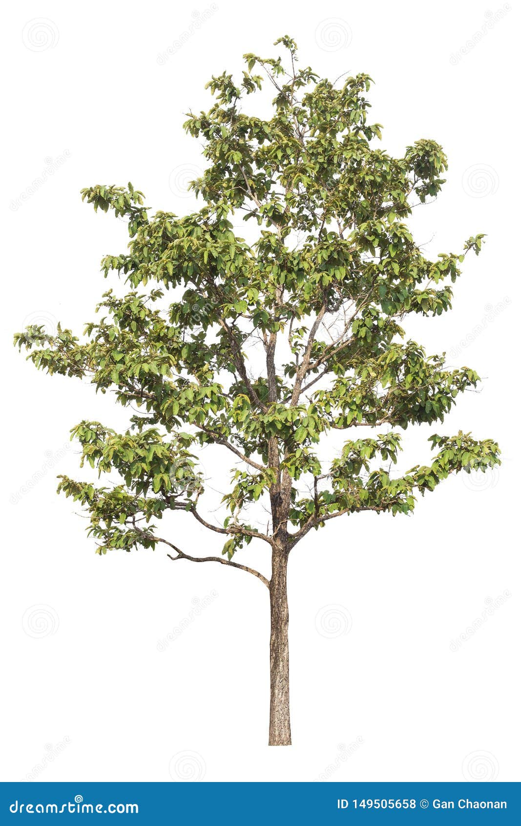 Isolated Big Tree on White Background Stock Photo - Image of garden ...