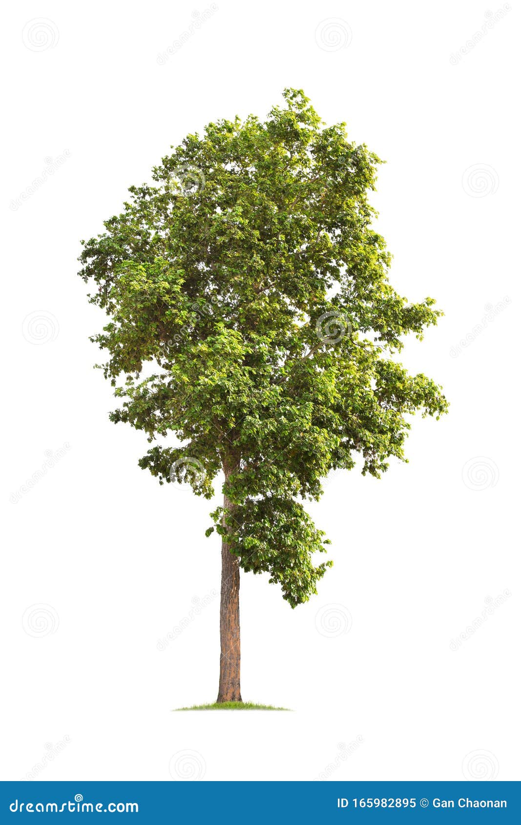 Isolated Big Tree on White Background Stock Image - Image of object ...