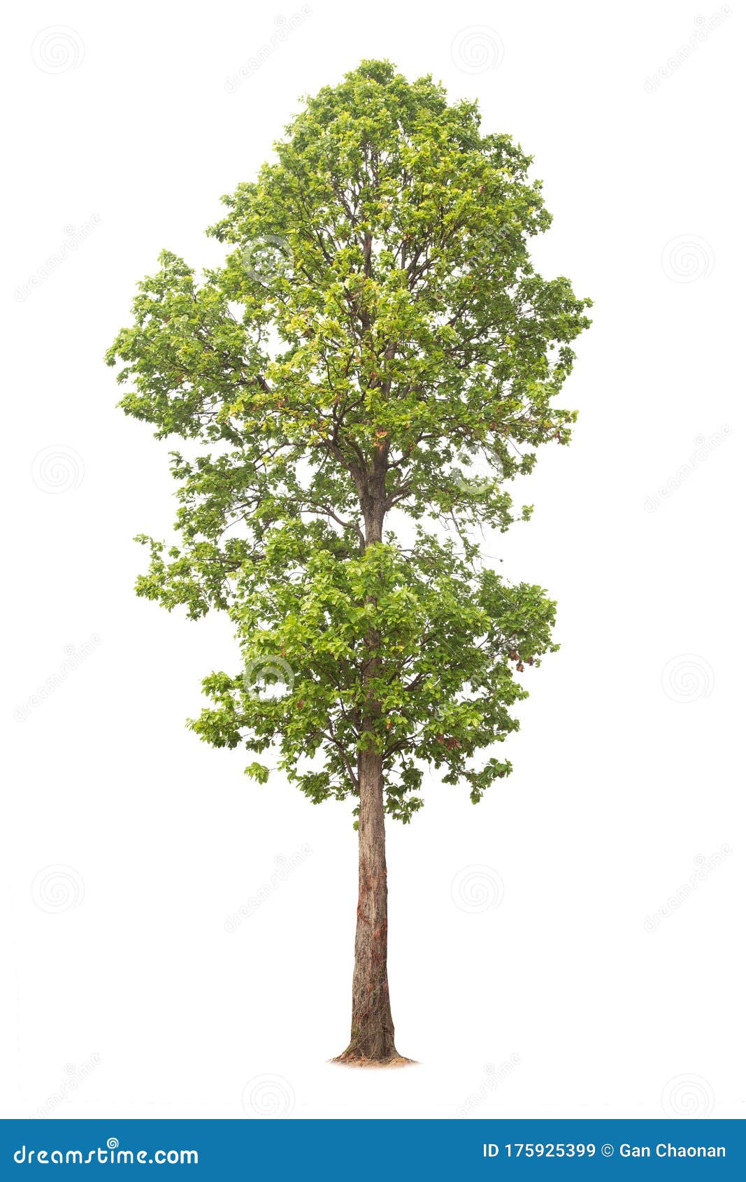Isolated Big Tree on White Background Stock Image - Image of life ...