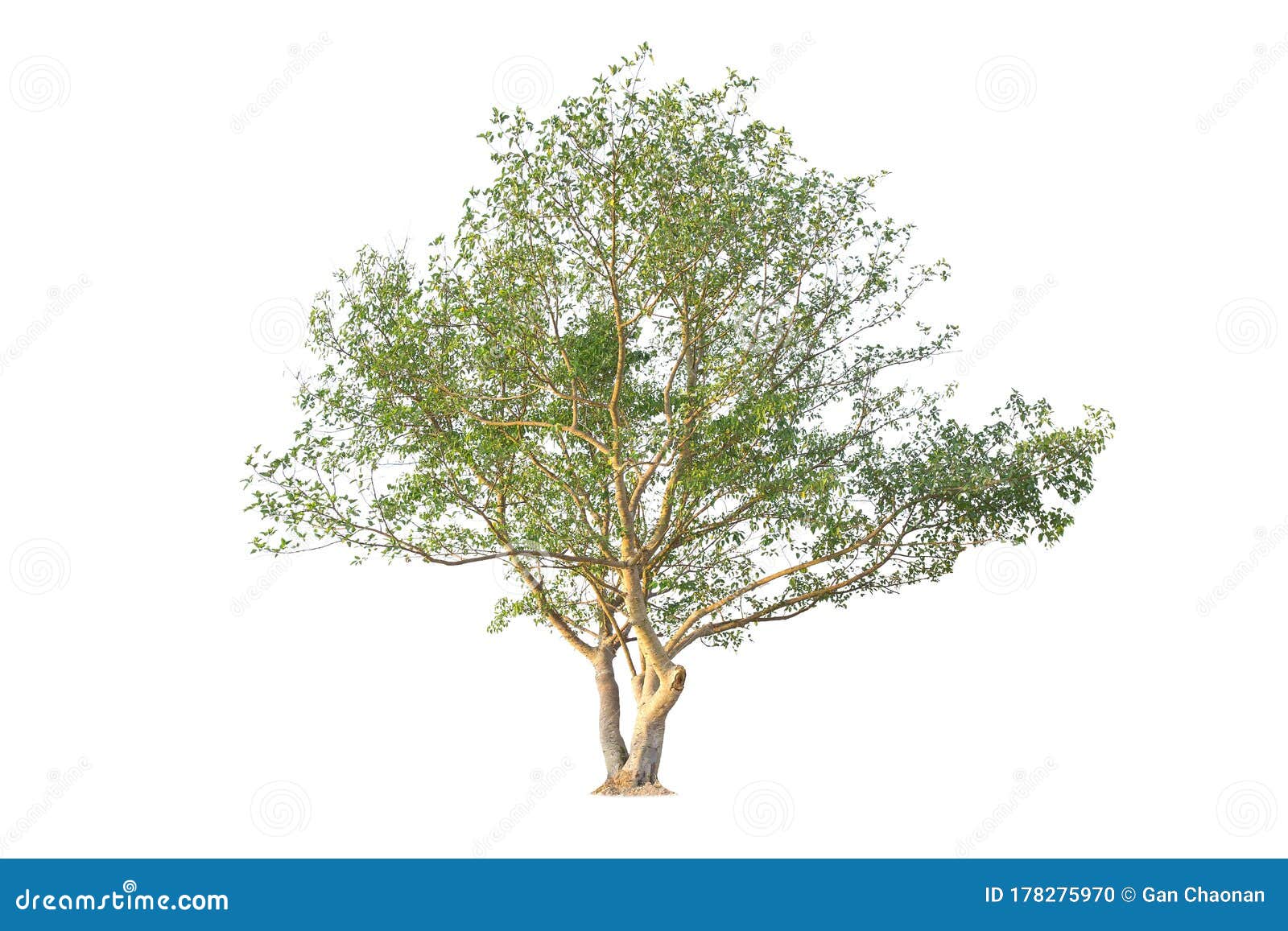 Isolated Big Tree on White Background Stock Photo - Image of nature ...