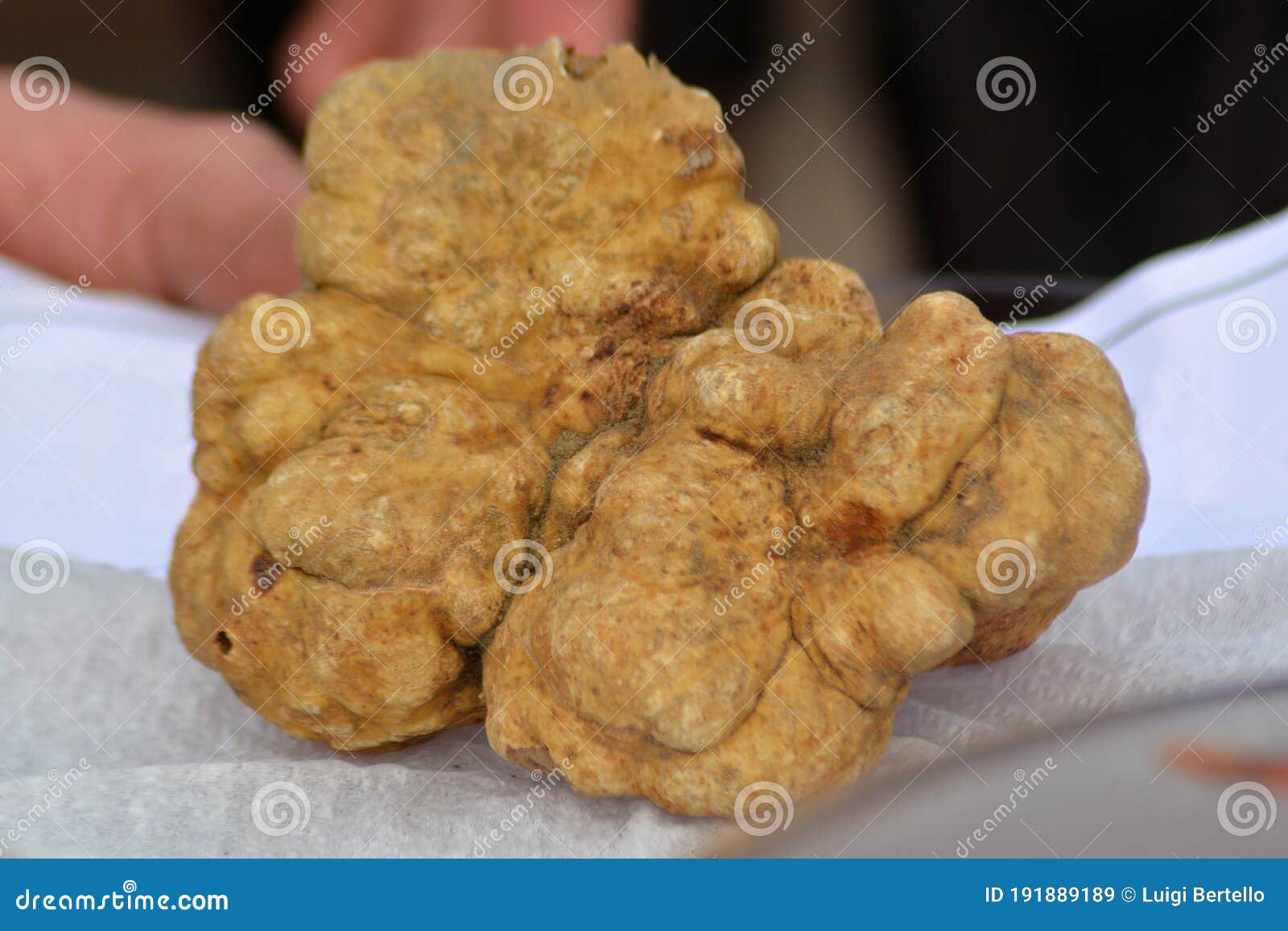 An Isolated Big White Truffle. Stock Image - Image of aromatized, close ...