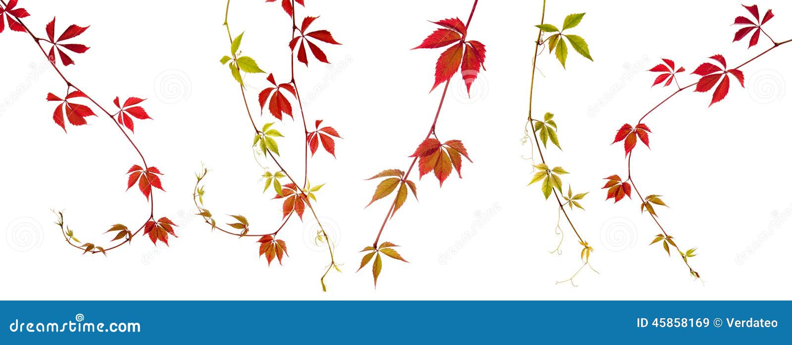 Isolated Bindweed Plants on White Stock Image - Image of curved, detail ...