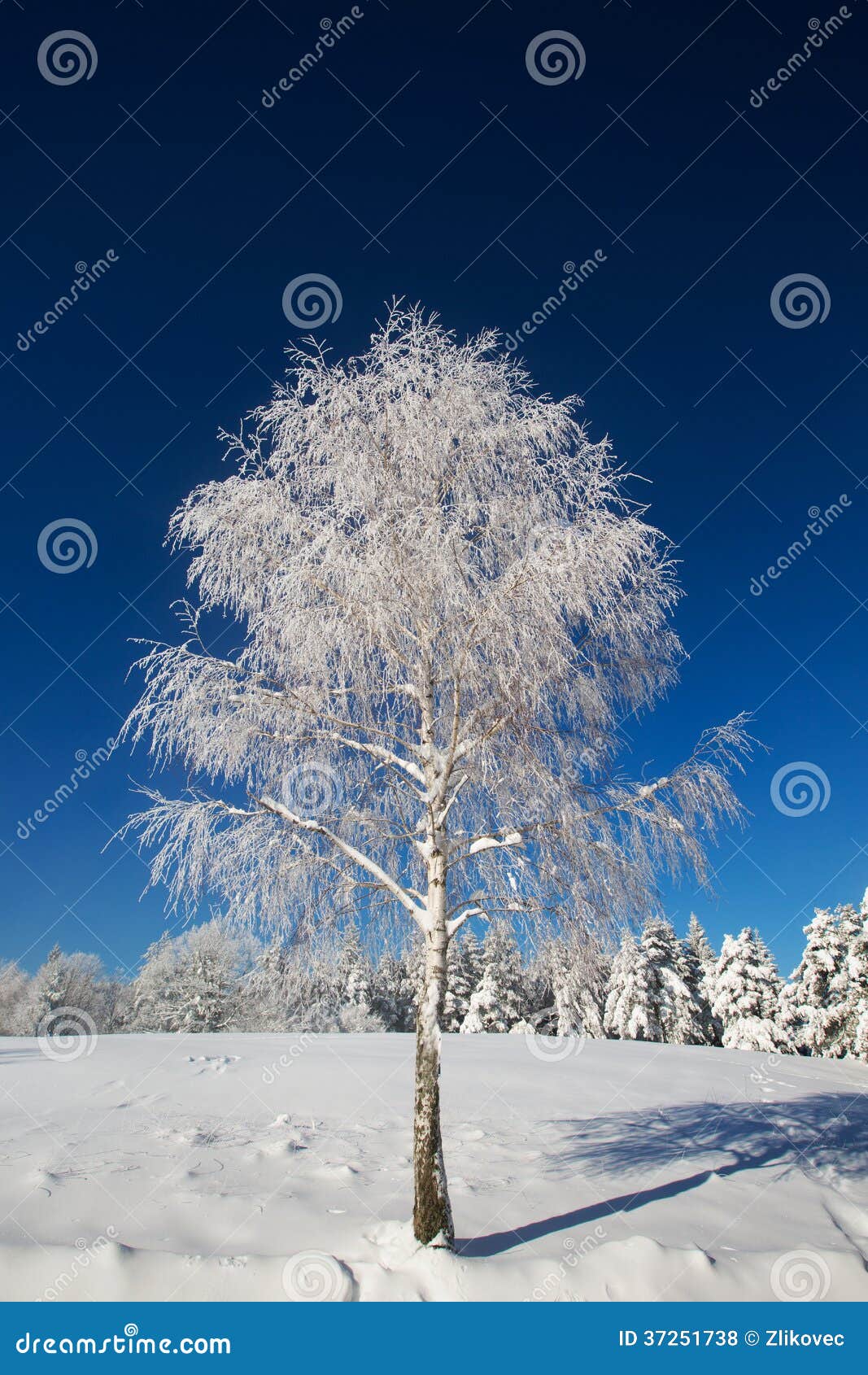 Isolated Birch Tree Covered with Fresh Snow Stock Photo - Image of ...