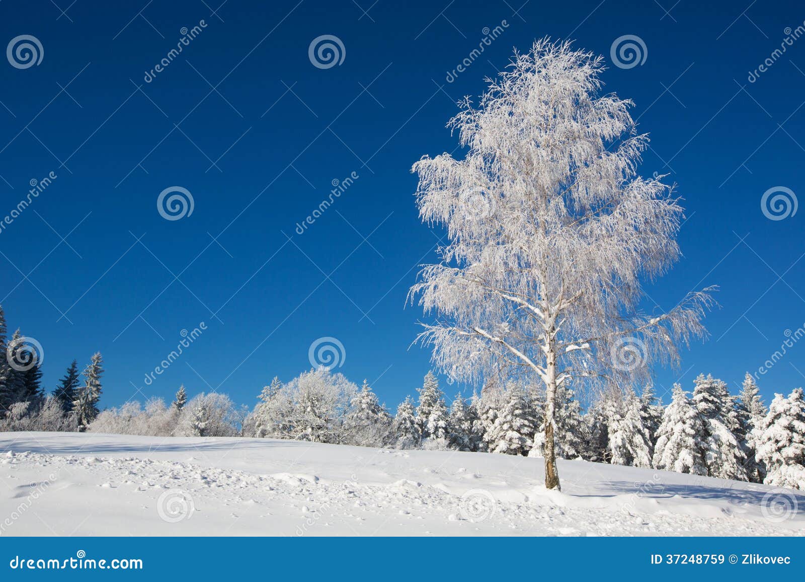 Isolated Birch Tree Covered with Fresh Snow Stock Image - Image of ...