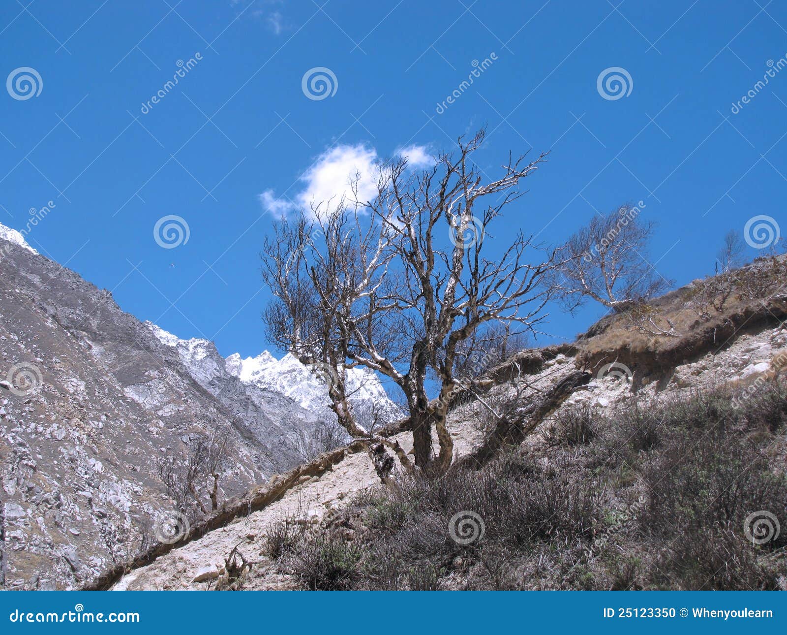 Isolated Birch Tree in High Altitude Stock Photo - Image of survivor ...