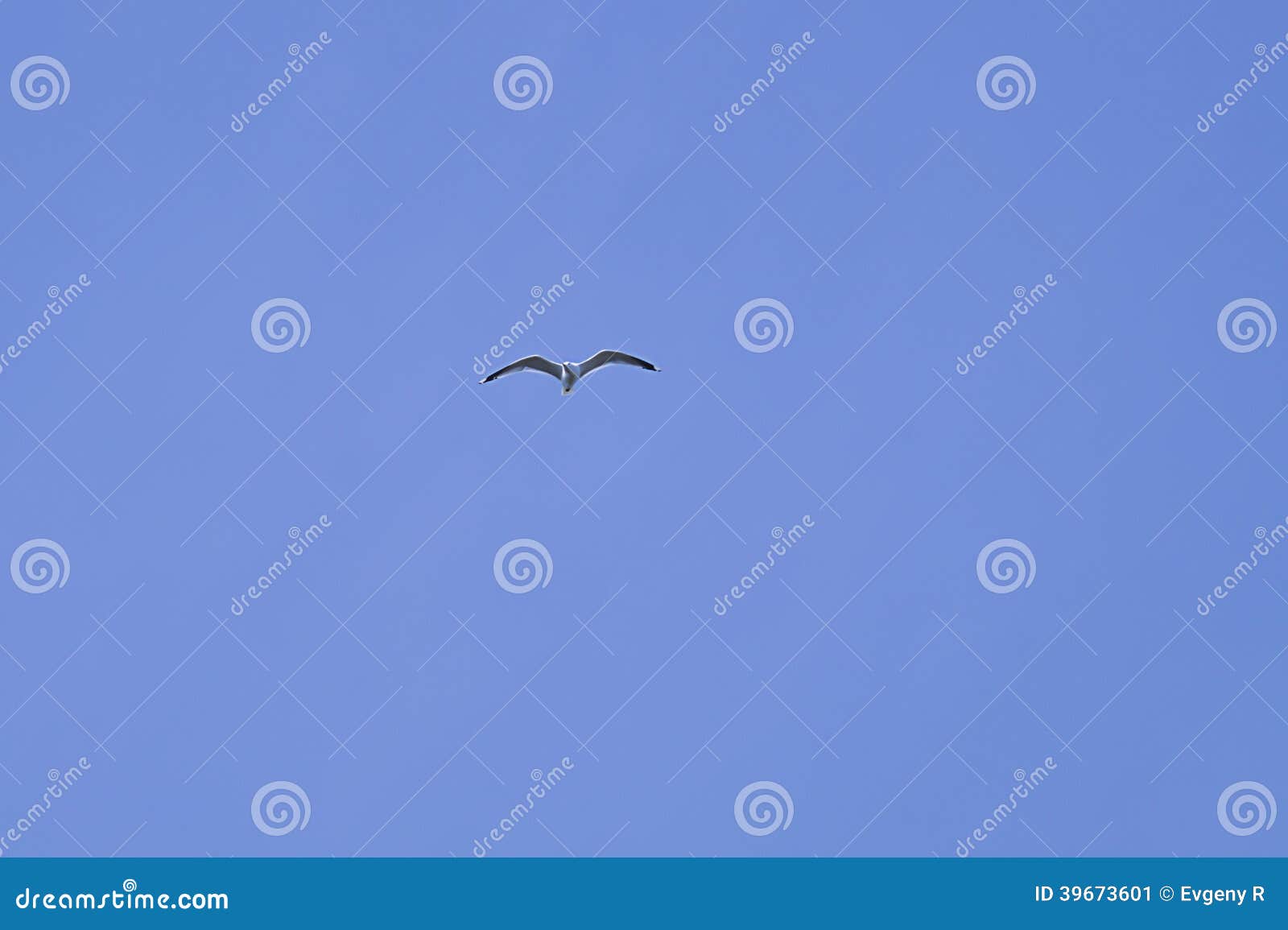 Isolated Bird on a Blue Sky Stock Image - Image of bird, isolated: 39673601