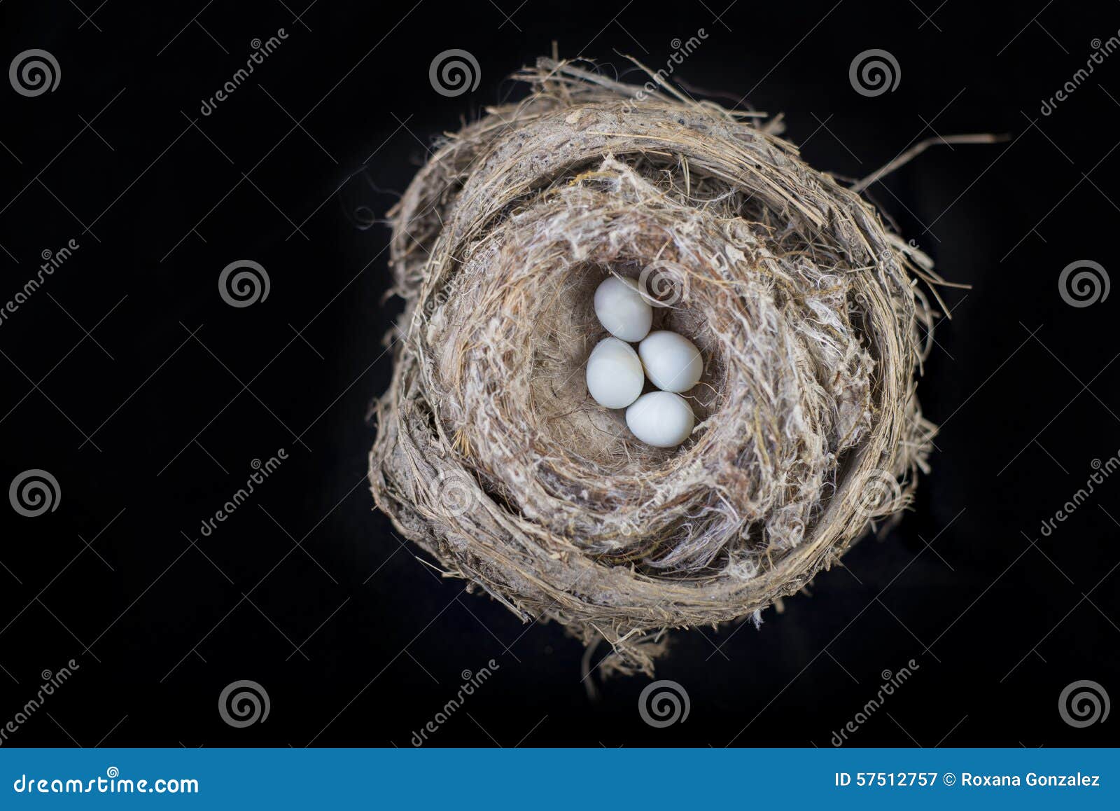 Isolated Bird Nest and Eggs Stock Image - Image of eggs, home: 57512757