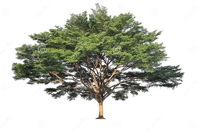 Isolated Black Afara Tree on White Background for Architectural Design ...