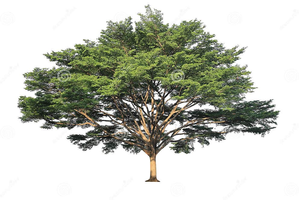 Isolated Black Afara Tree on White Background for Architectural Design ...