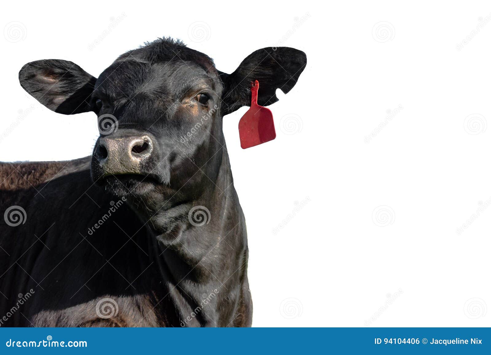 Isolated Black Angus Head, Neck & Shoulders Stock Photo - Image of ...