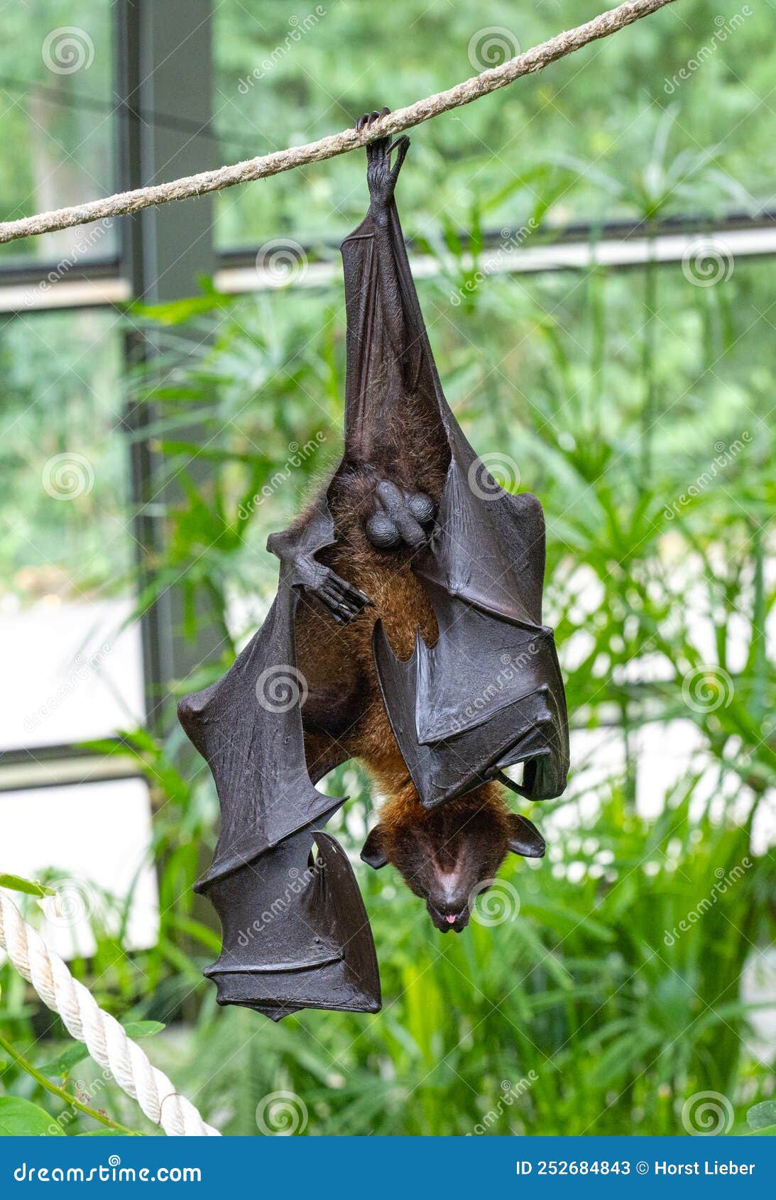 Isolated Black Flying-foxes Pteropus Alecto Hanging in a Tree Stock ...