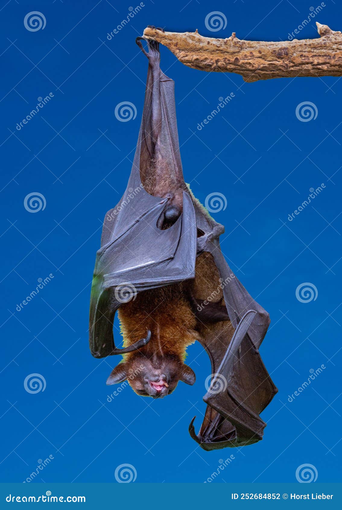 Isolated Black Flying-foxes Pteropus Alecto Hanging In A Tree Stock ...