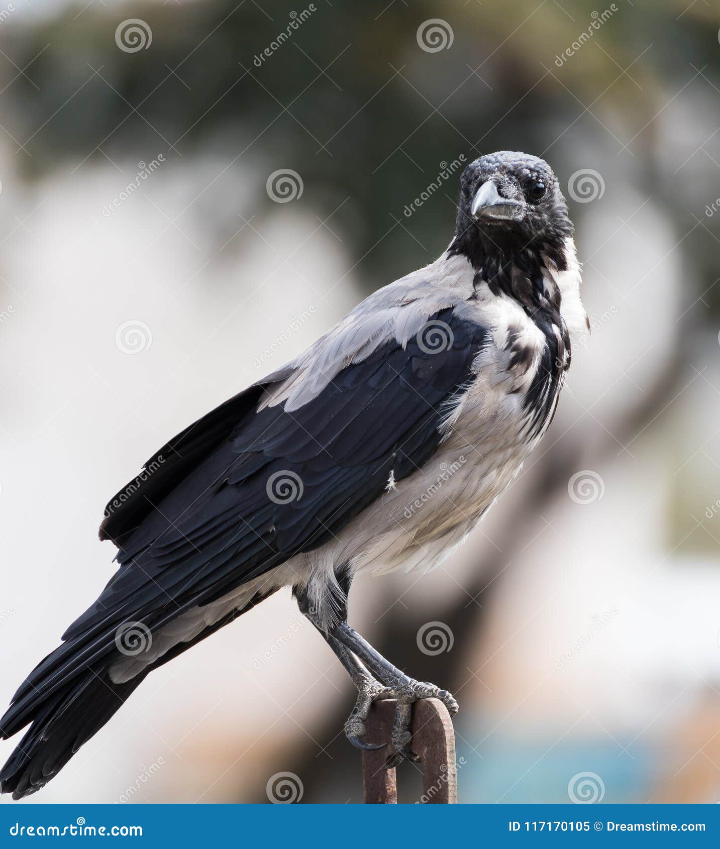 Isolated Crow Looking To the Camera Stock Image - Image of bright ...
