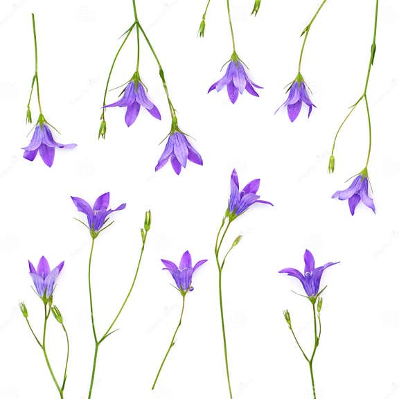 Isolated blue bell stock illustration. Illustration of bell - 74936093