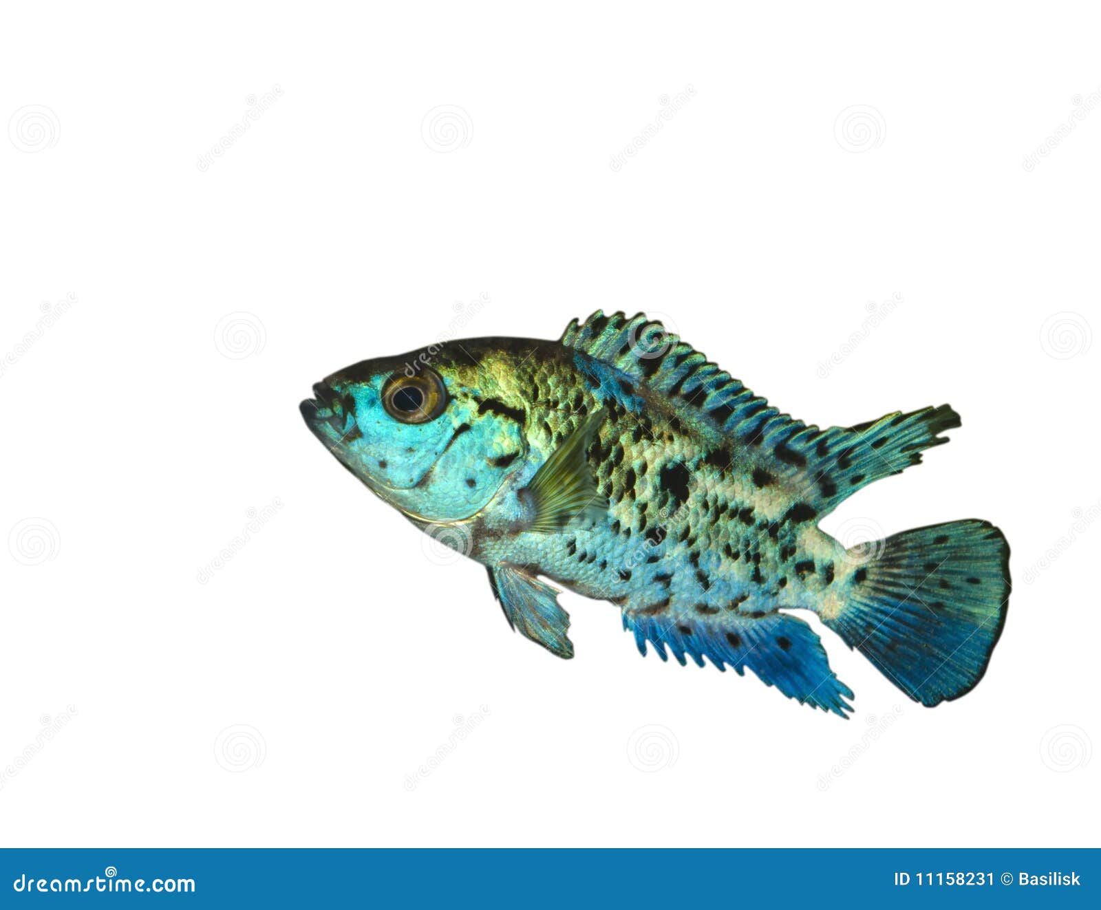 Isolated Blue Exotic American Fish Stock Image - Image of isolated ...