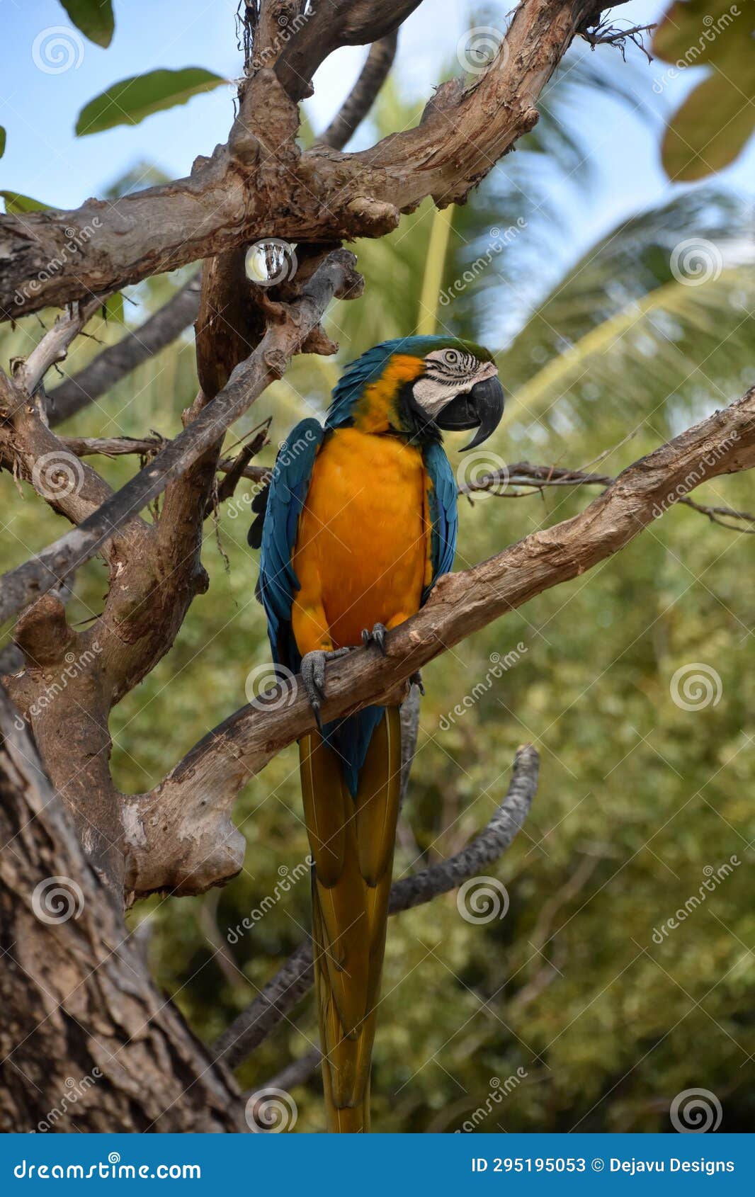 Isolated Blue and Gold Parrot in a Tree Stock Image - Image of fowl ...