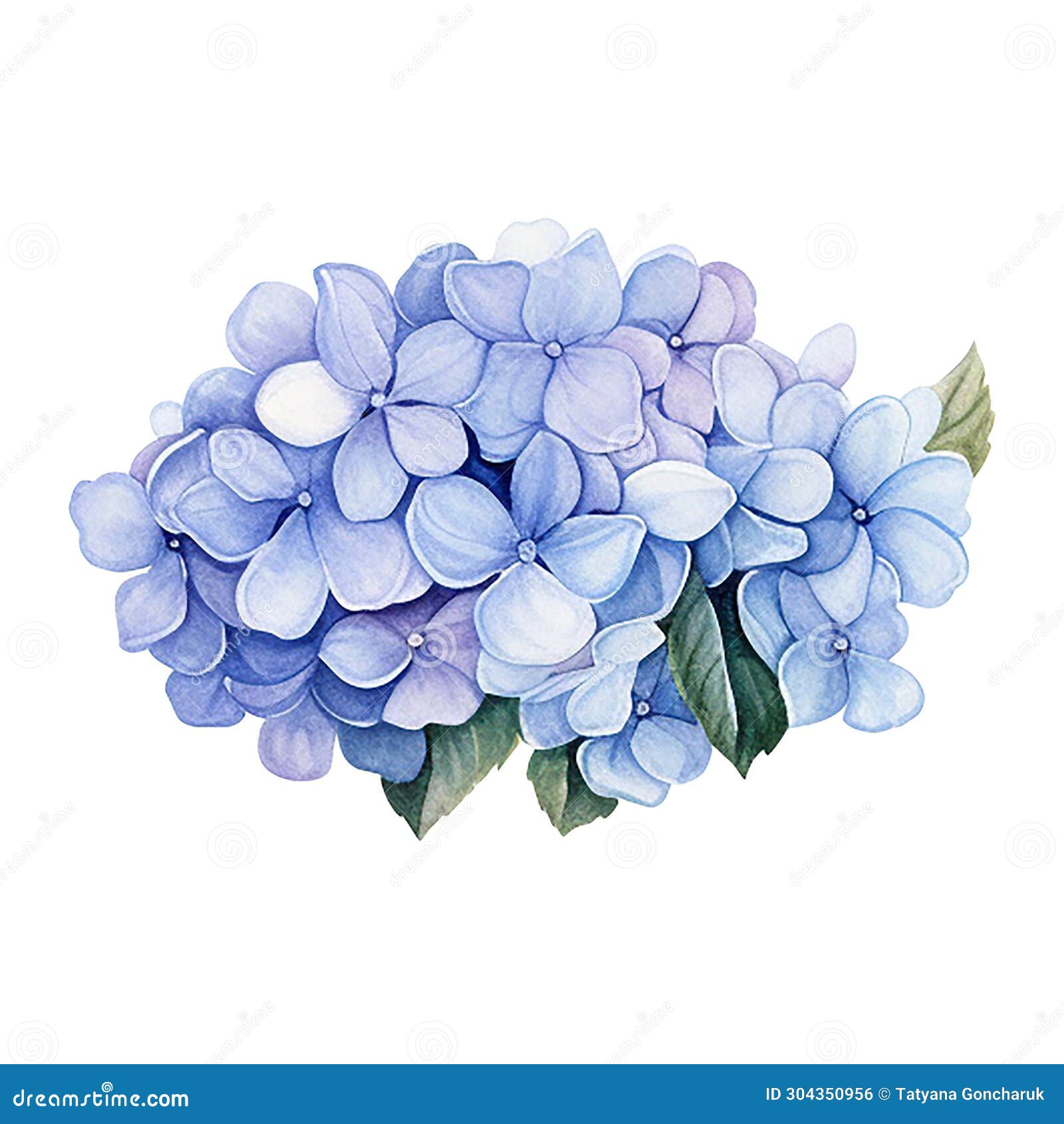 Isolated Blue Hydrangea Flower, Watercolor Drawing Stock Illustration ...
