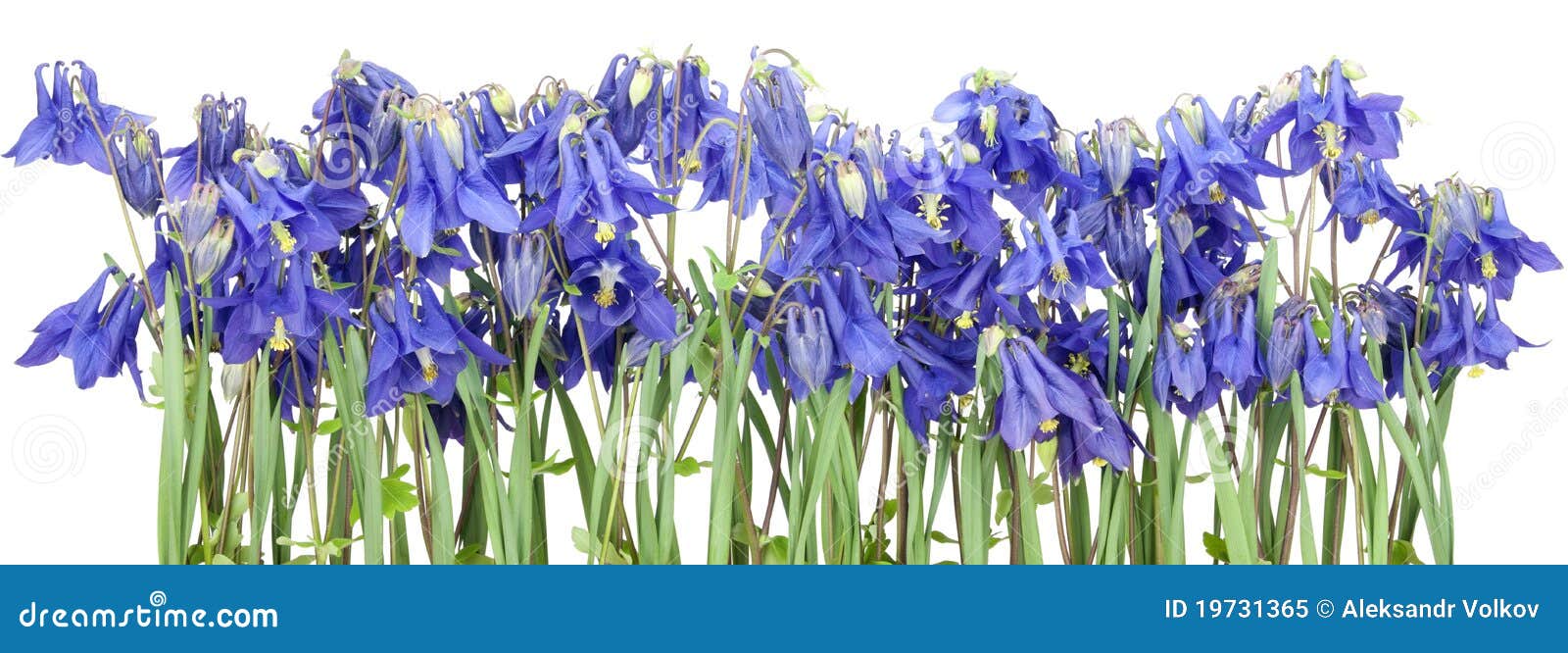 Isolated Blue Spring Flowers Stock Image - Image of border, branch ...