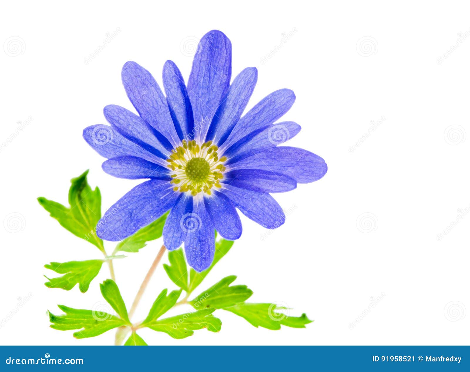 Isolated Blue Winter Windflower Anemone Blanda Stock Image - Image of ...