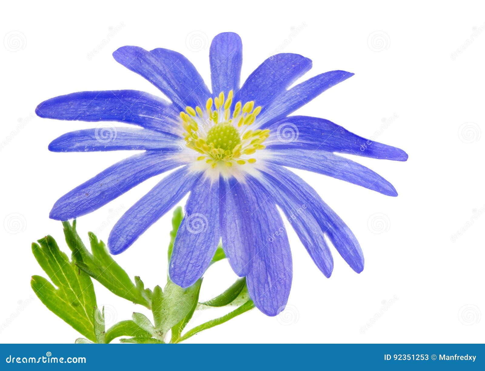 Isolated Blue Winter Windflower Anemone Blanda Stock Image - Image of ...