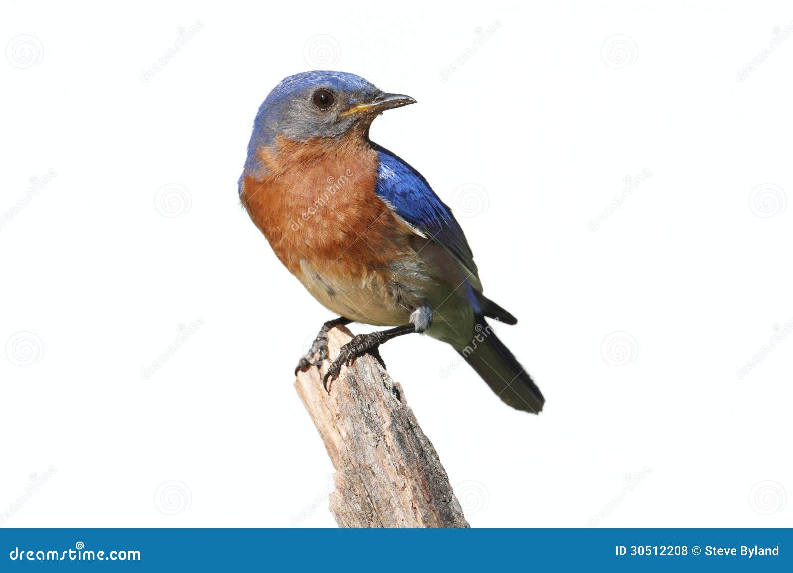 1,030 Bluebird White Photos - Free & Royalty-Free Stock Photos from ...