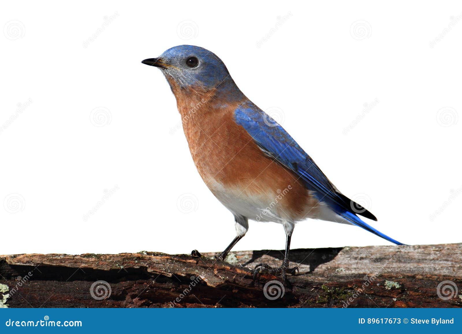 Isolated Bluebird on a Perch with a White Background Stock Image ...