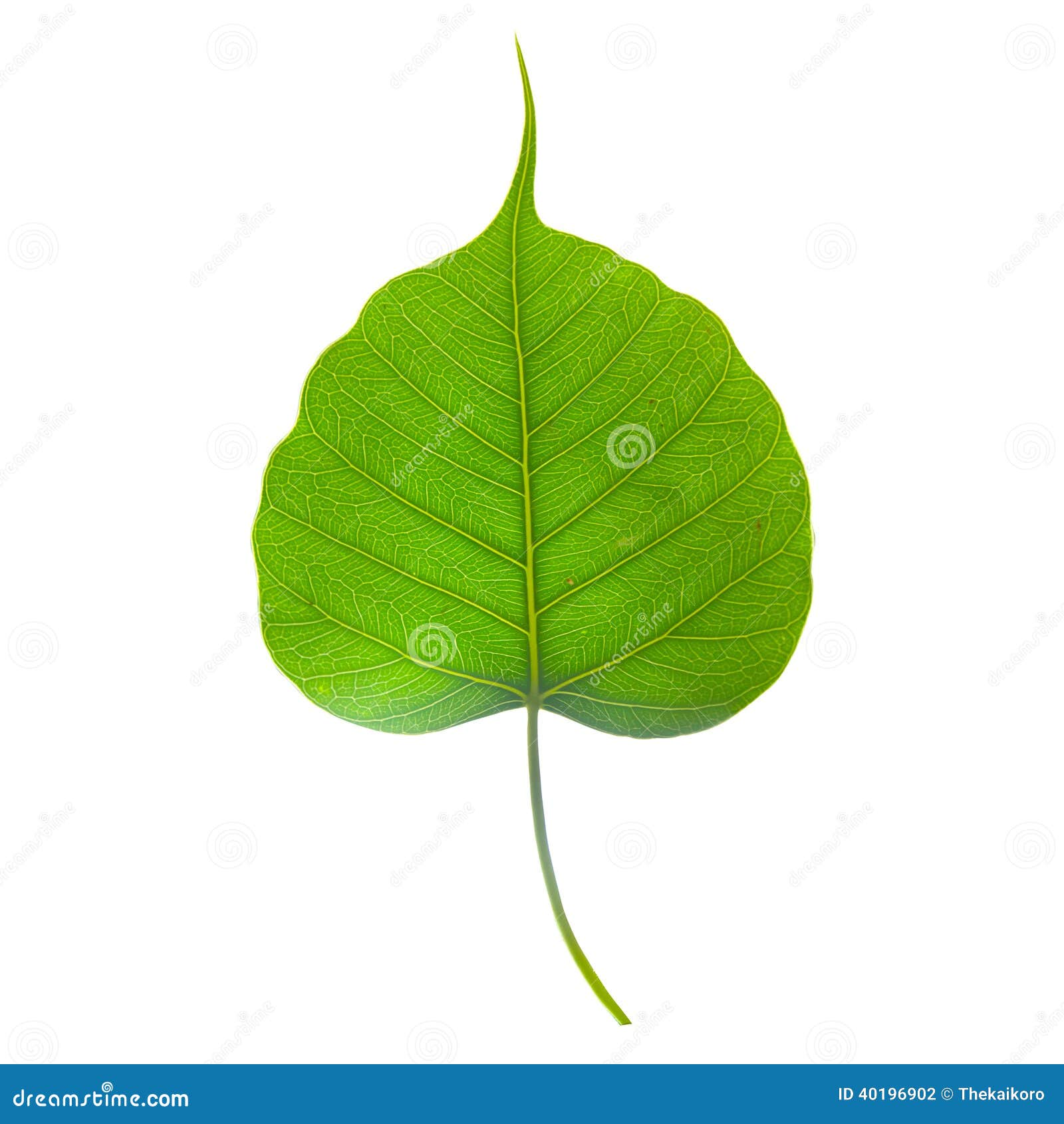 Isolated bo leaf stock photo. Image of life, branch, line - 40196902