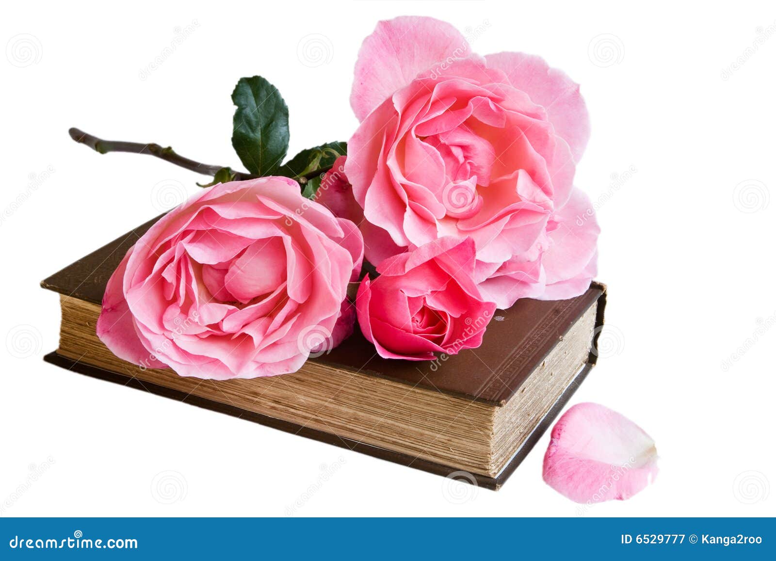 Isolated book and roses stock image. Image of nice, flower - 6529777