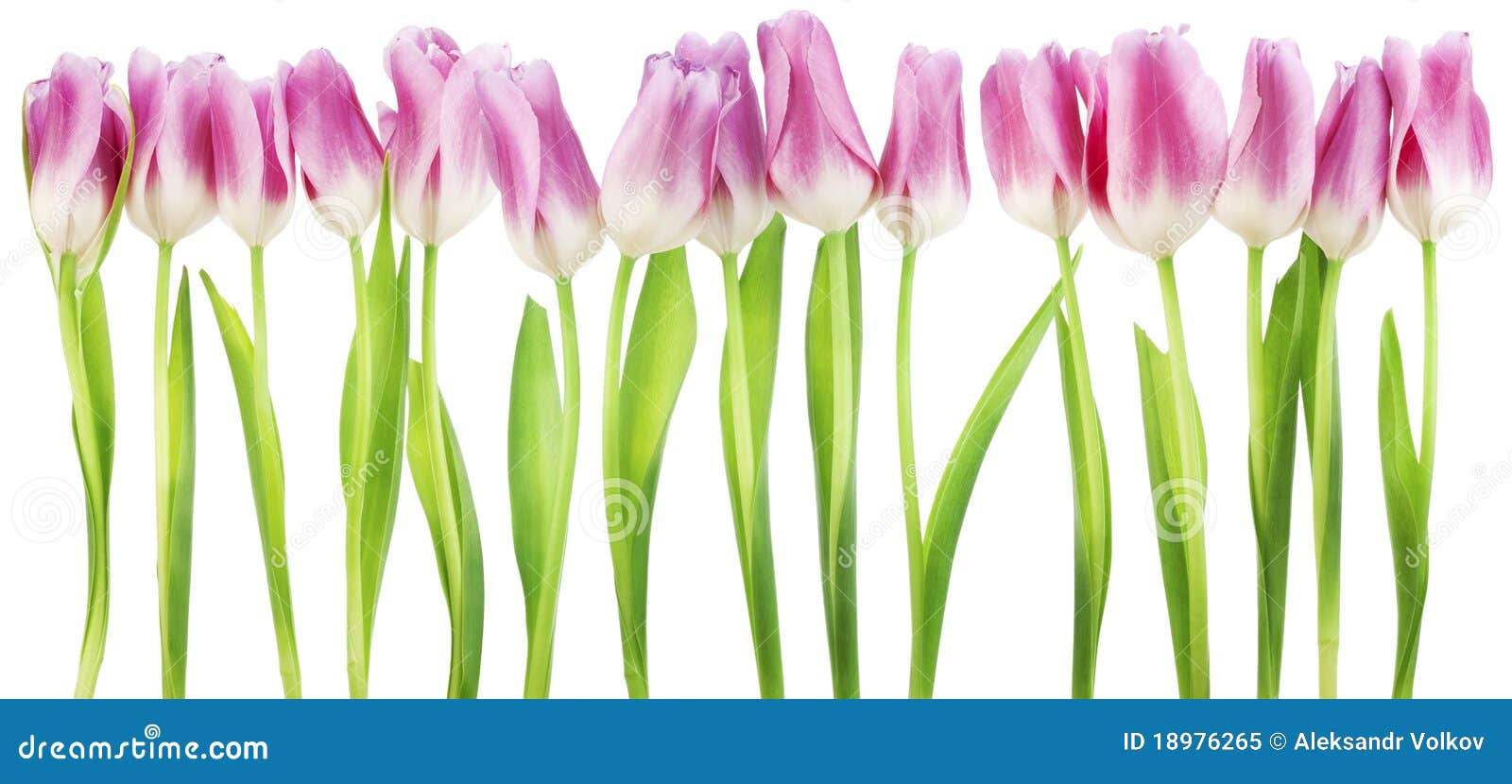 Isolated Border from Pink Tulips Stock Image - Image of rare, nature ...