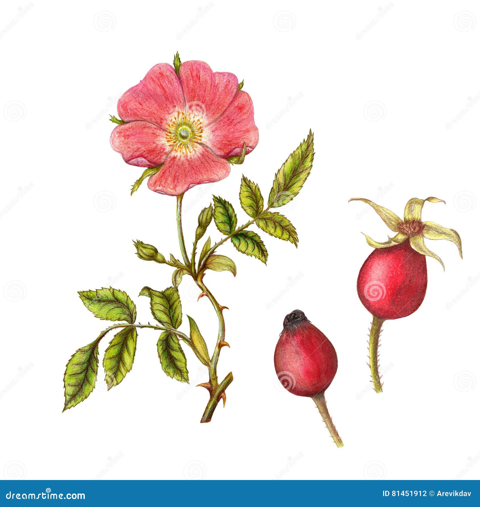 Isolated Botanical Illustration of Briar Stock Illustration ...