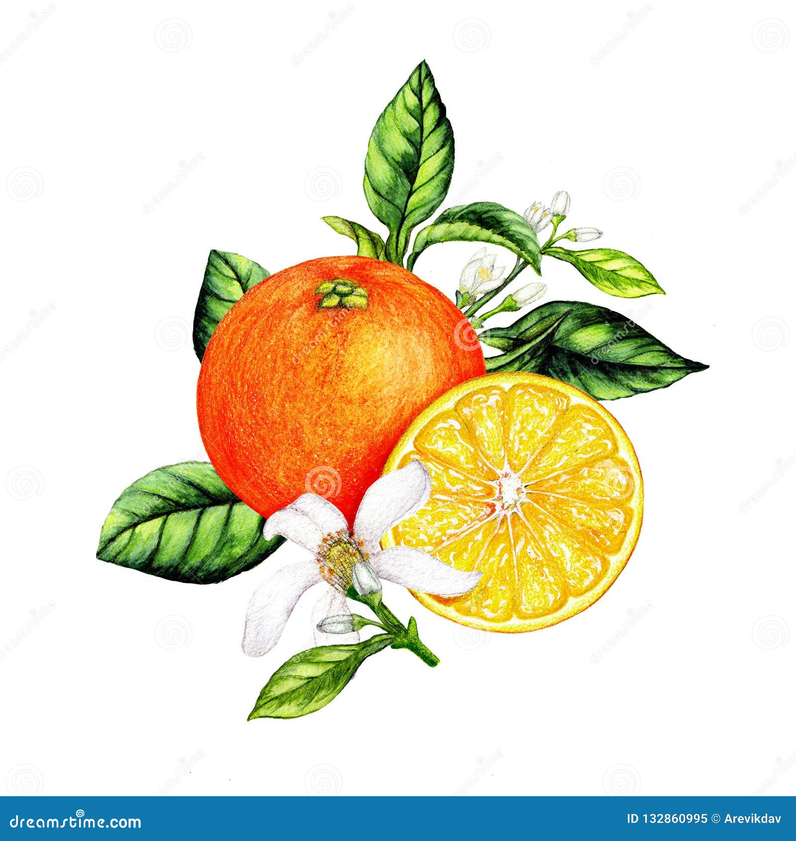 Isolated Botanical Illustration of Orange Fruit Stock Illustration ...