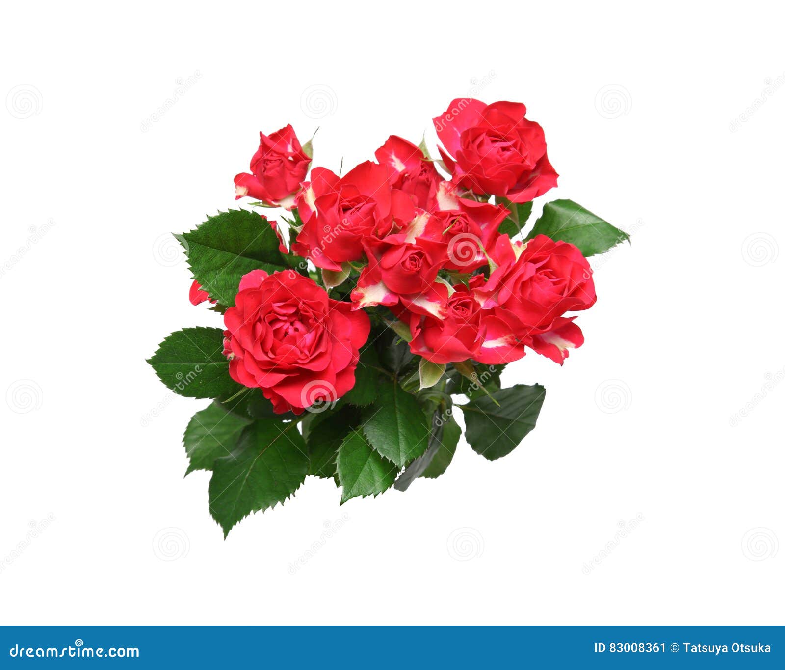 Isolated Bouquet of Roses with Leaves Stock Image - Image of shot ...