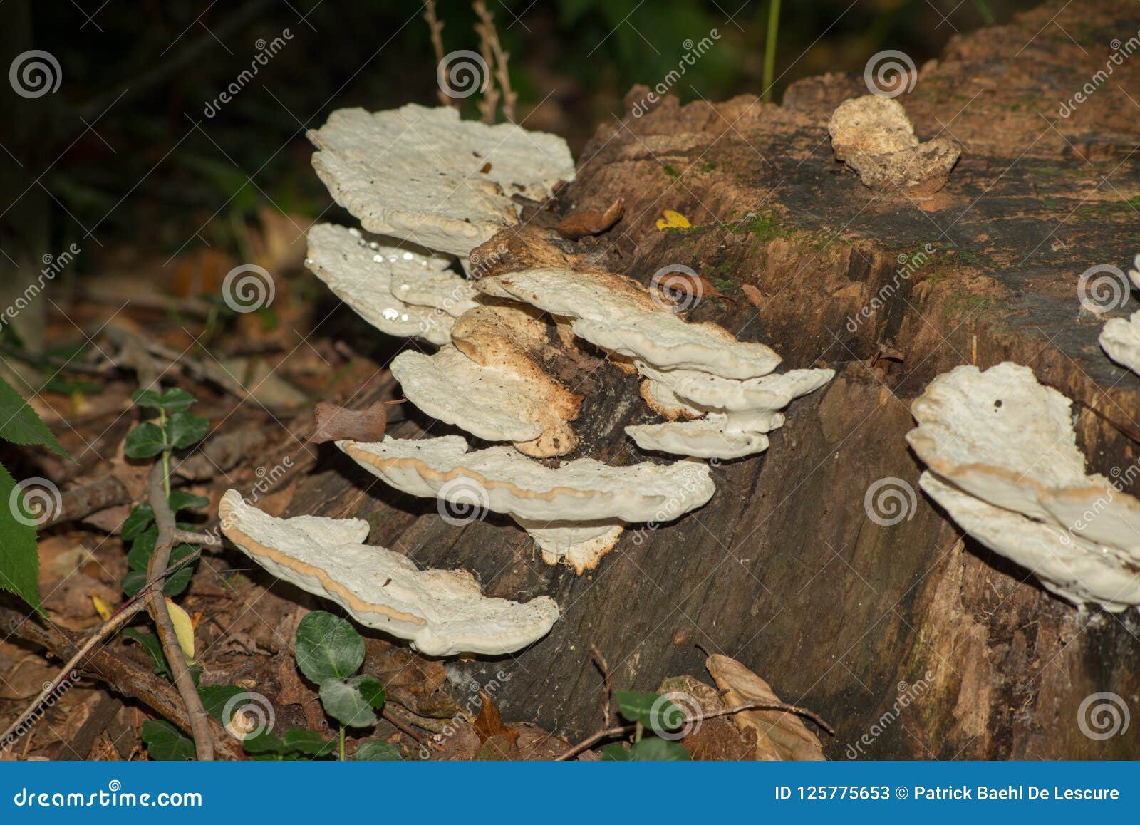 Isolated Bracks Growing on Side of Tree Stock Image - Image of ...