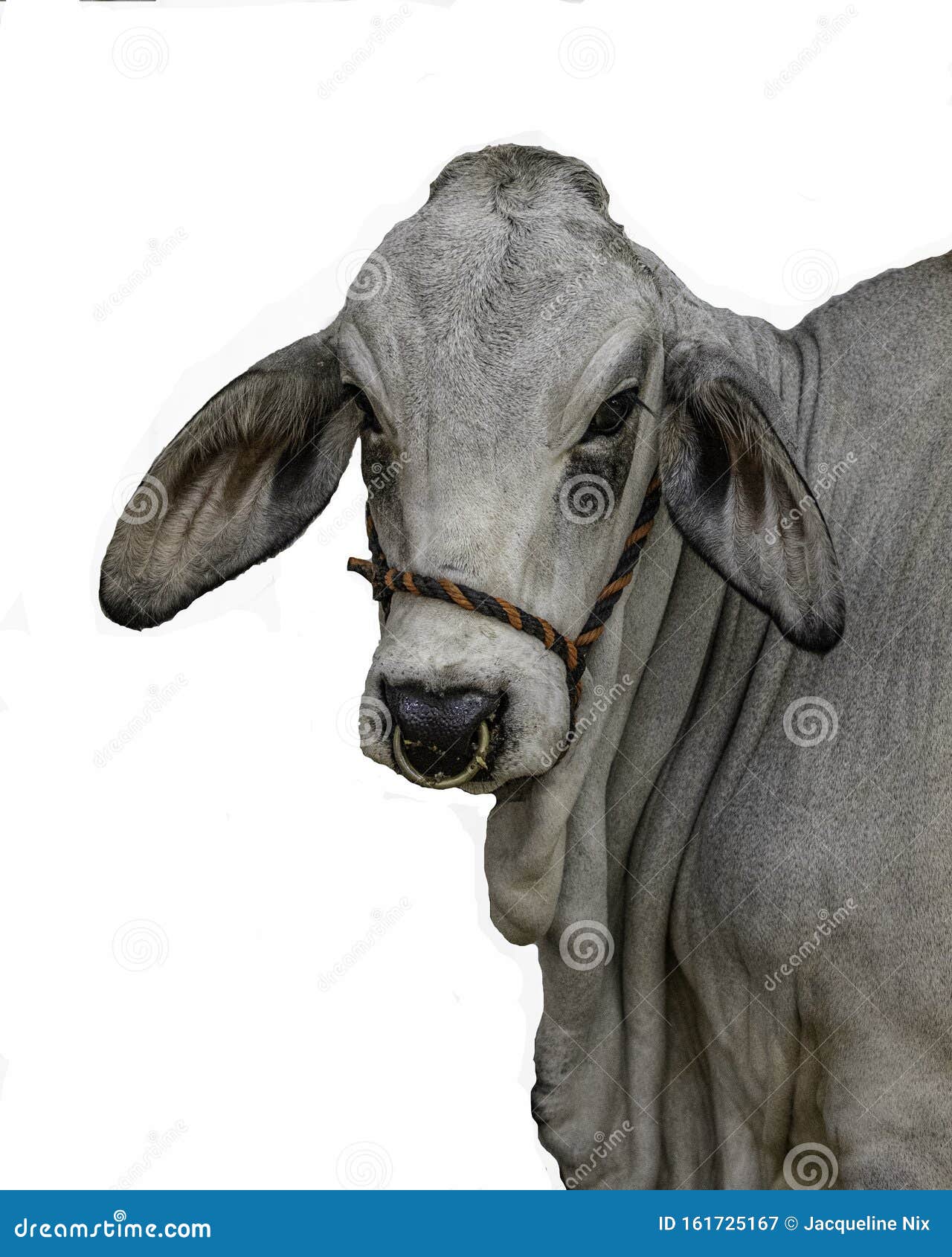 Isolated Brahman portrait stock image. Image of ears - 161725167