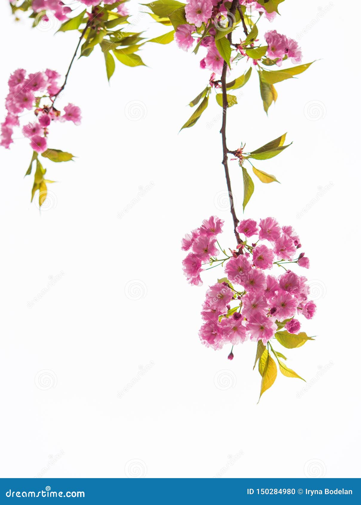 Isolated Branch of a Blooming Pink Sakura Tree on a White Background ...
