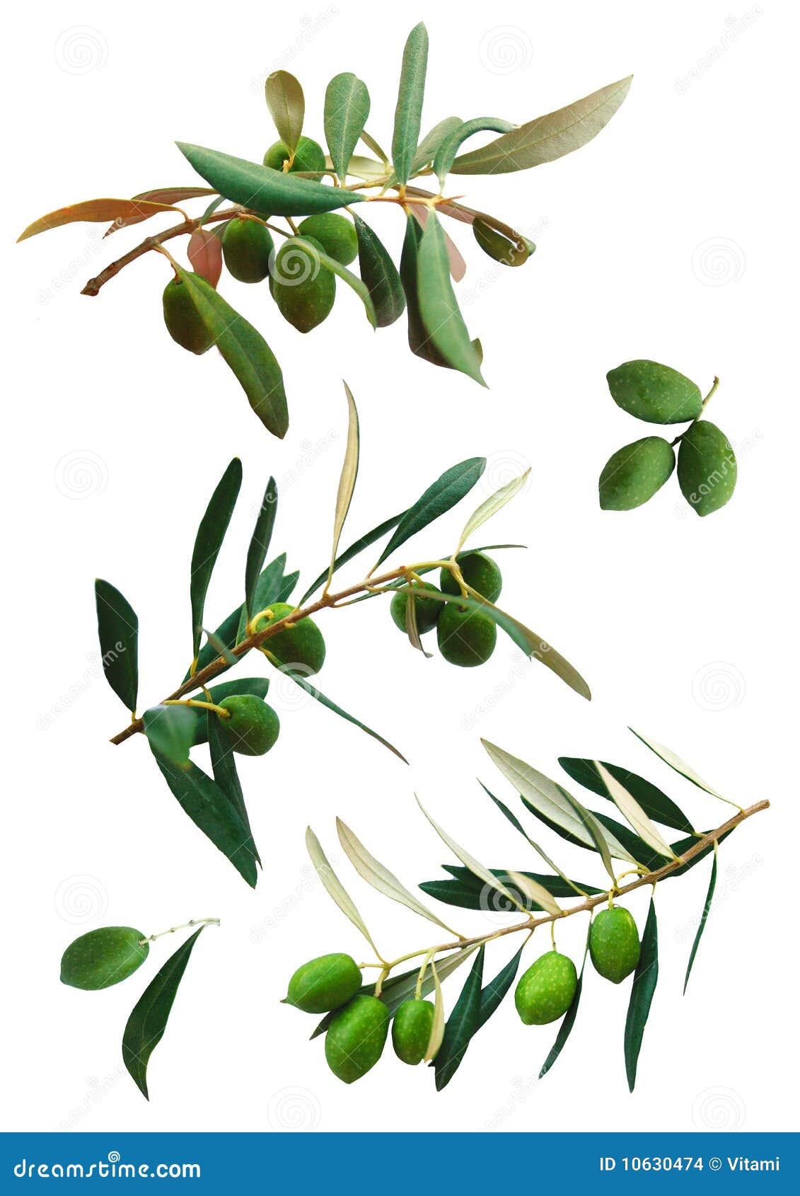 Isolated Branches of Olive Tree Stock Photo - Image of natural, leaves ...