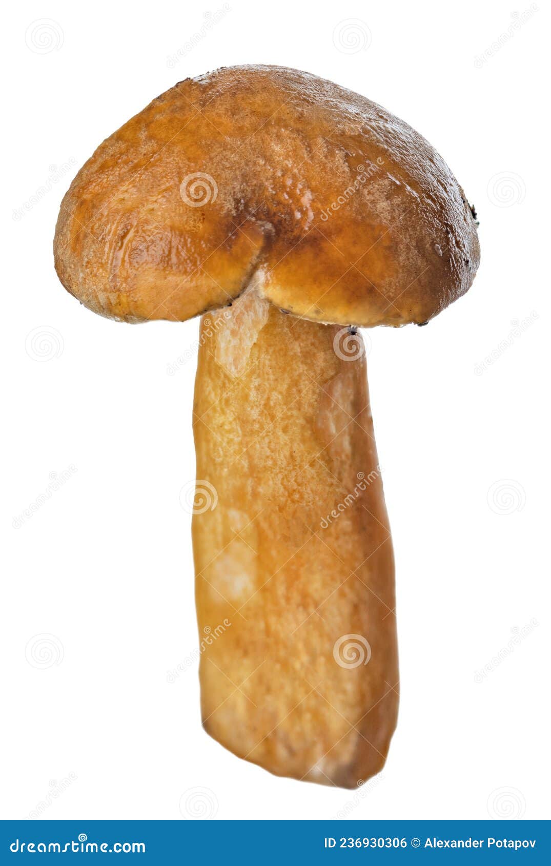 Isolated Bright Yellow Medium Velvet Bolete Stock Photo - Image of ...